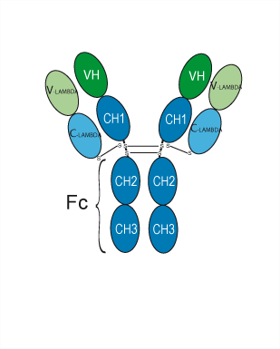 尼卡利单抗nipocalimab-药品详情-NextPharma®数据库-ByDrug-医药魔方数据库