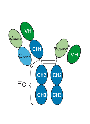 vibecotamab-drug information-NextBiopharm™-ByDrug-Pharmcube Database